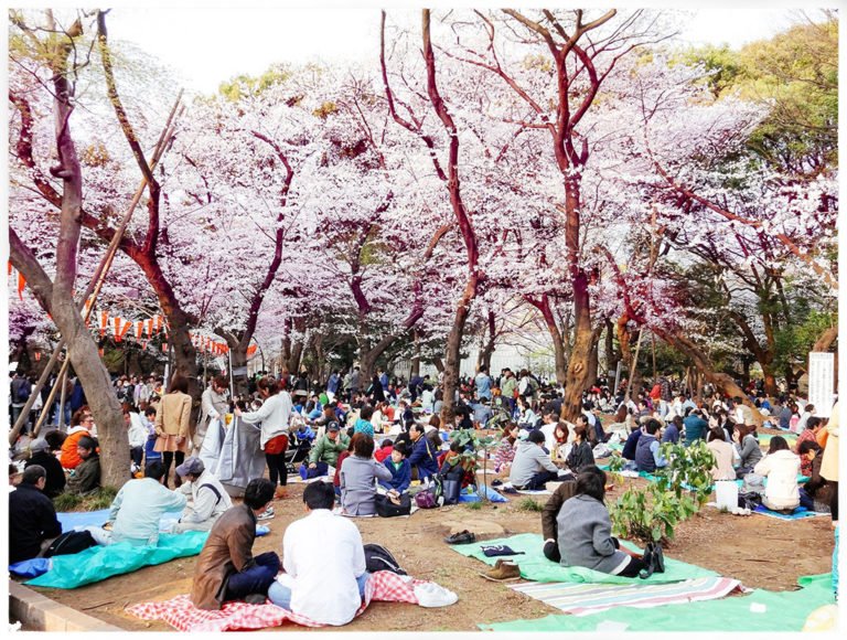 Hanami: Cherry Blossom Festival in Japan — Places in Pixel